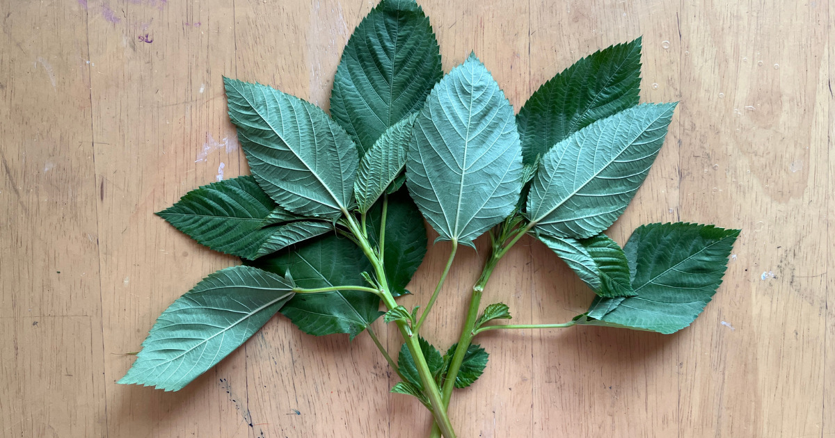 モロヘイヤのトロピカルスムージー | もぐもぐりぼーん